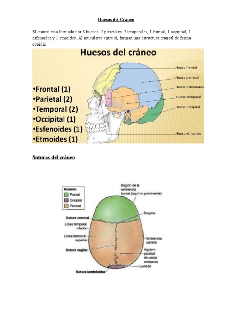 Huesos Del Craneo | PDF