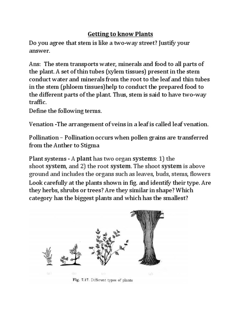 Getting To Know Plants | PDF