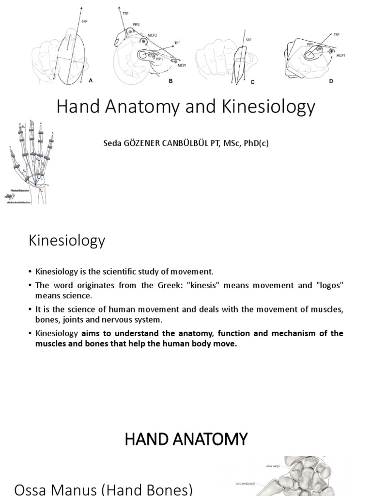 Hand Anatomy and Kinesiology-2 | PDF