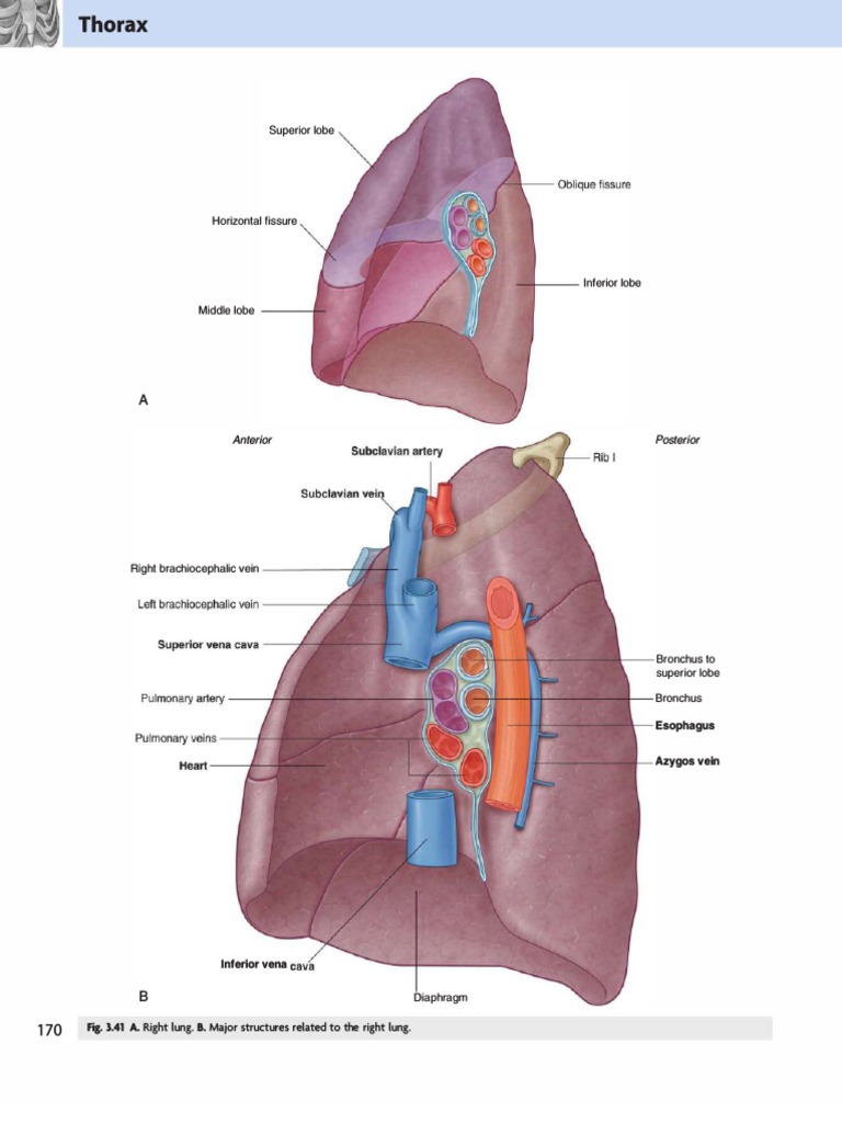 Anatomy of Right and Left Lungs | PDF | Lung | Thorax