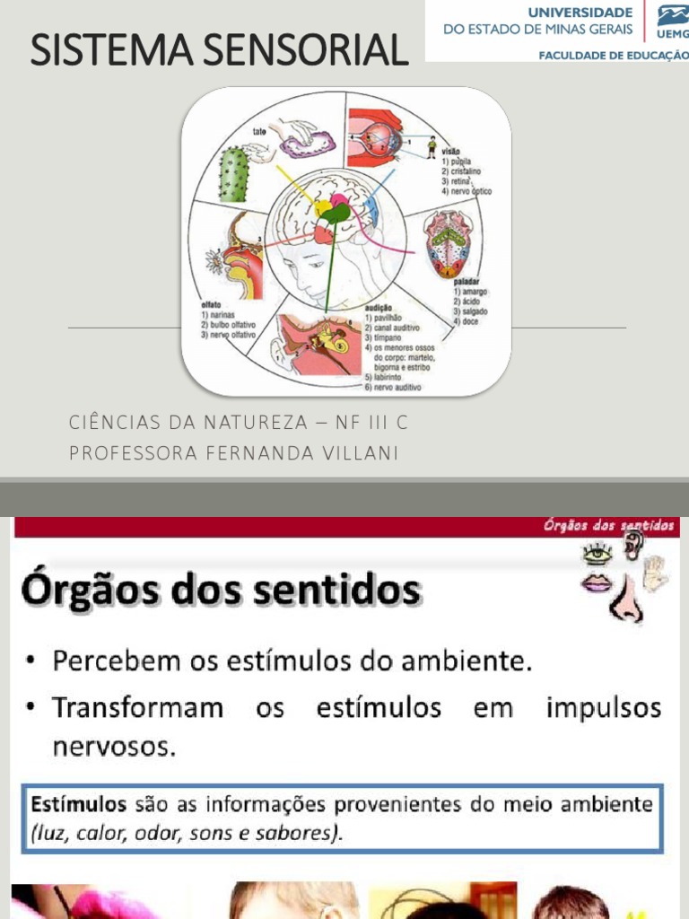 AULA sistema sensorial | PDF | Orelha | Audição