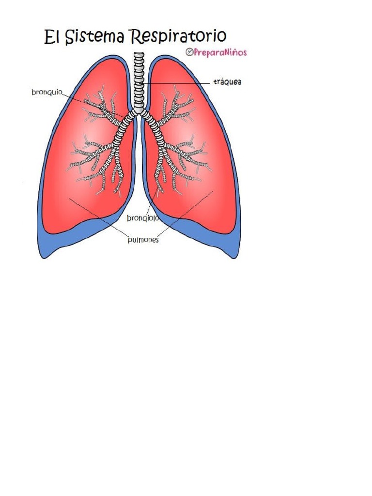 Aparato Respiratorio
