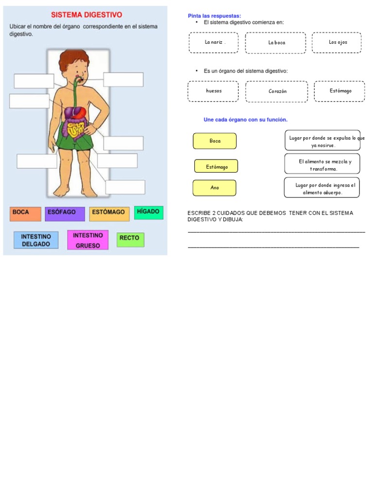Ficha Del Sistema Digestivo | PDF