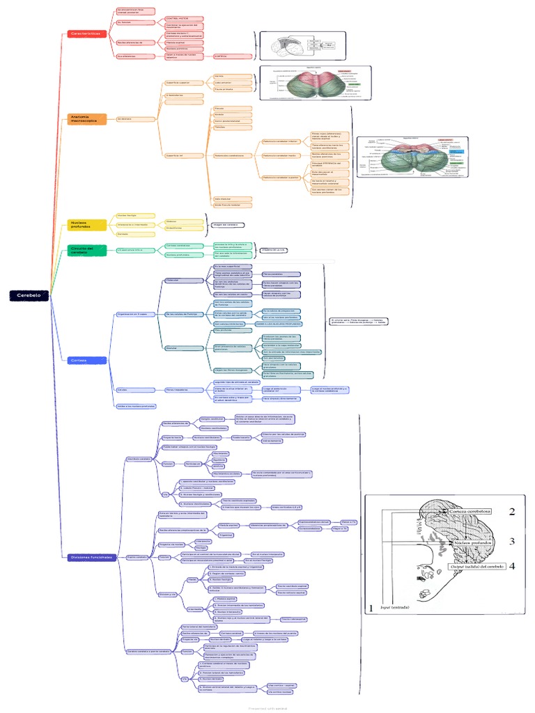 Cerebelo | PDF | Cerebelo | Sistema nervioso
