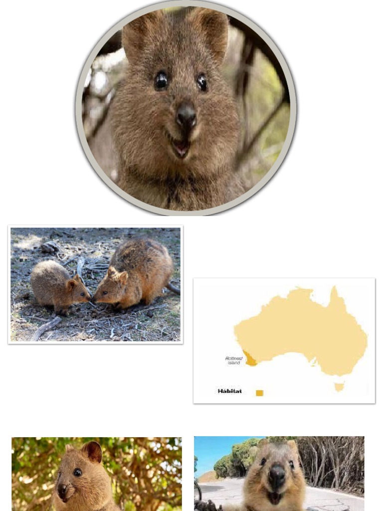 Quokka | PDF