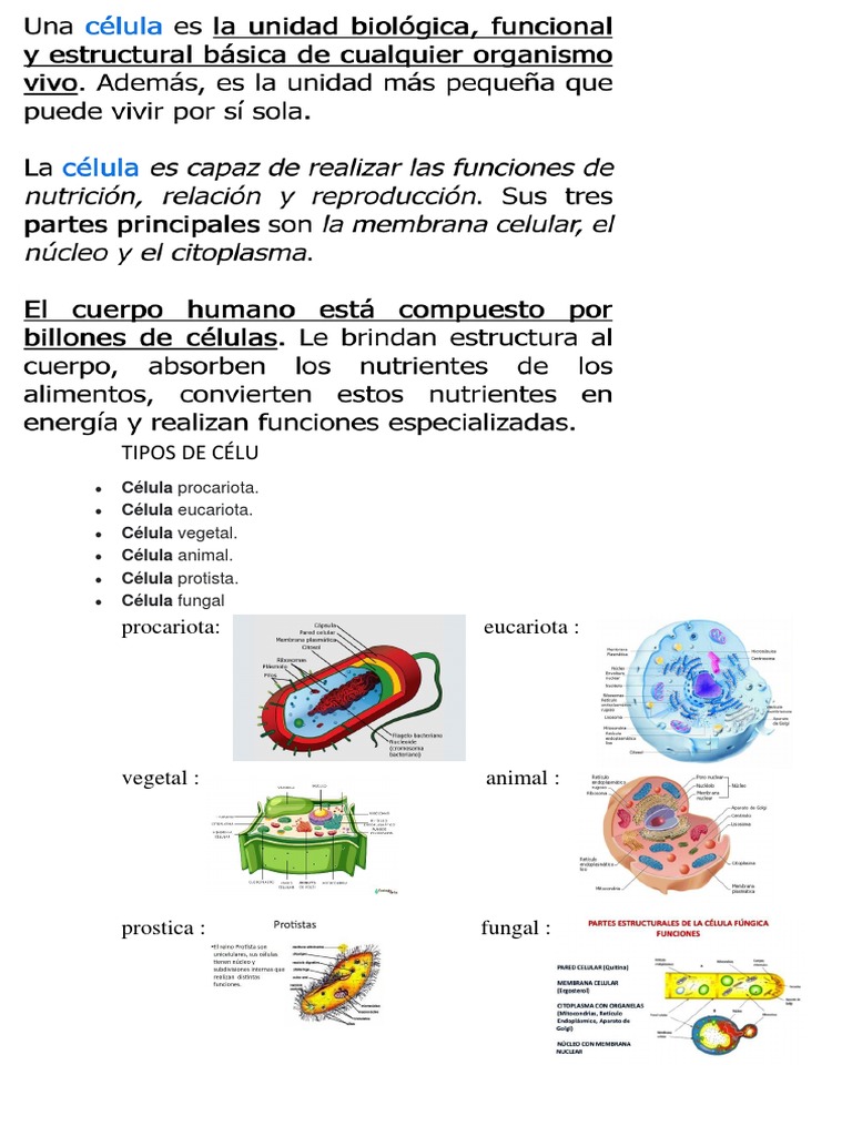 TIPOS DE CÉLULAS | PDF