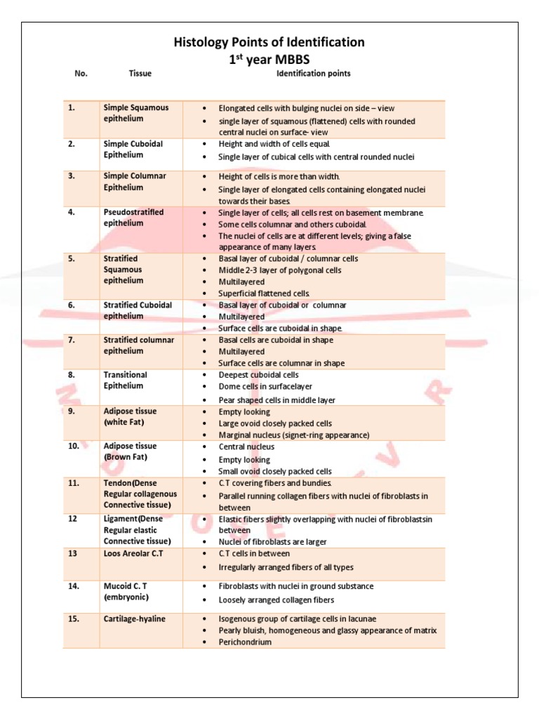Histology Points of Indentifications 1st Year-1 | PDF | Epithelium ...