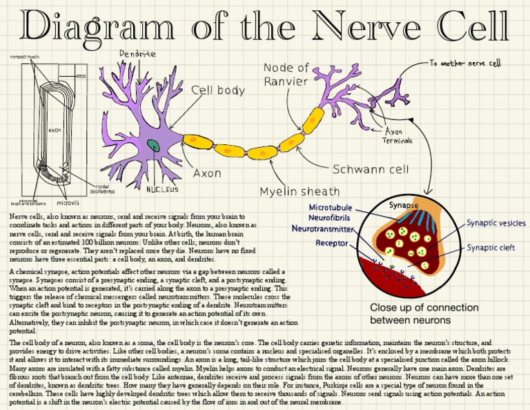 Biology Poster | PDF | Neuron | Chemical Synapse