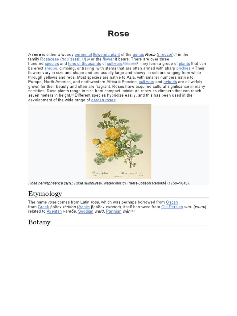 Rose | PDF | Rose | Botany