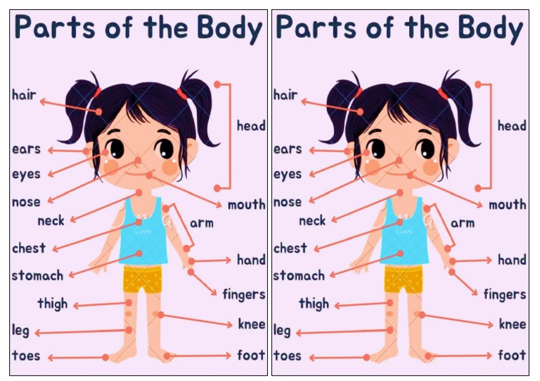 Body Colour | PDF