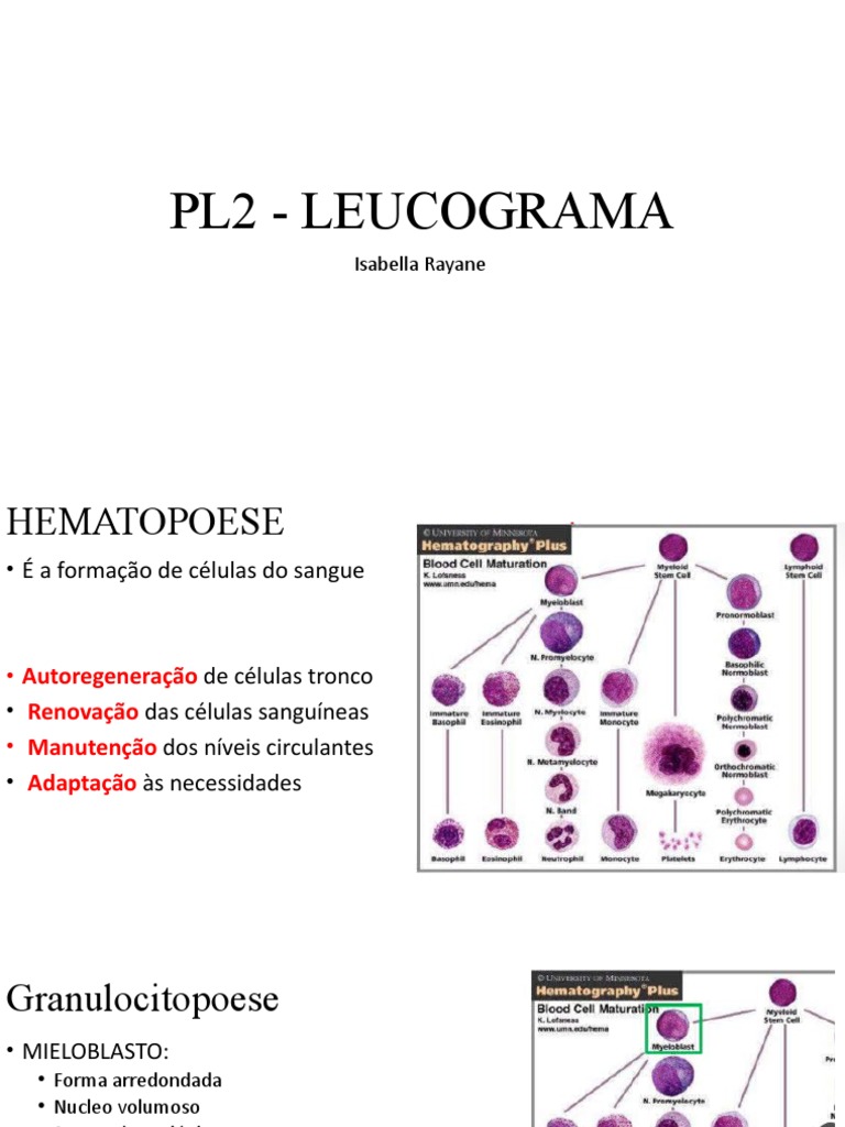 PL2 - Leucograma | PDF | Glóbulo branco | Linfócito
