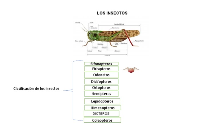 EXposicion Los Insectos | PDF | Estudios de idiomas extranjeros ...