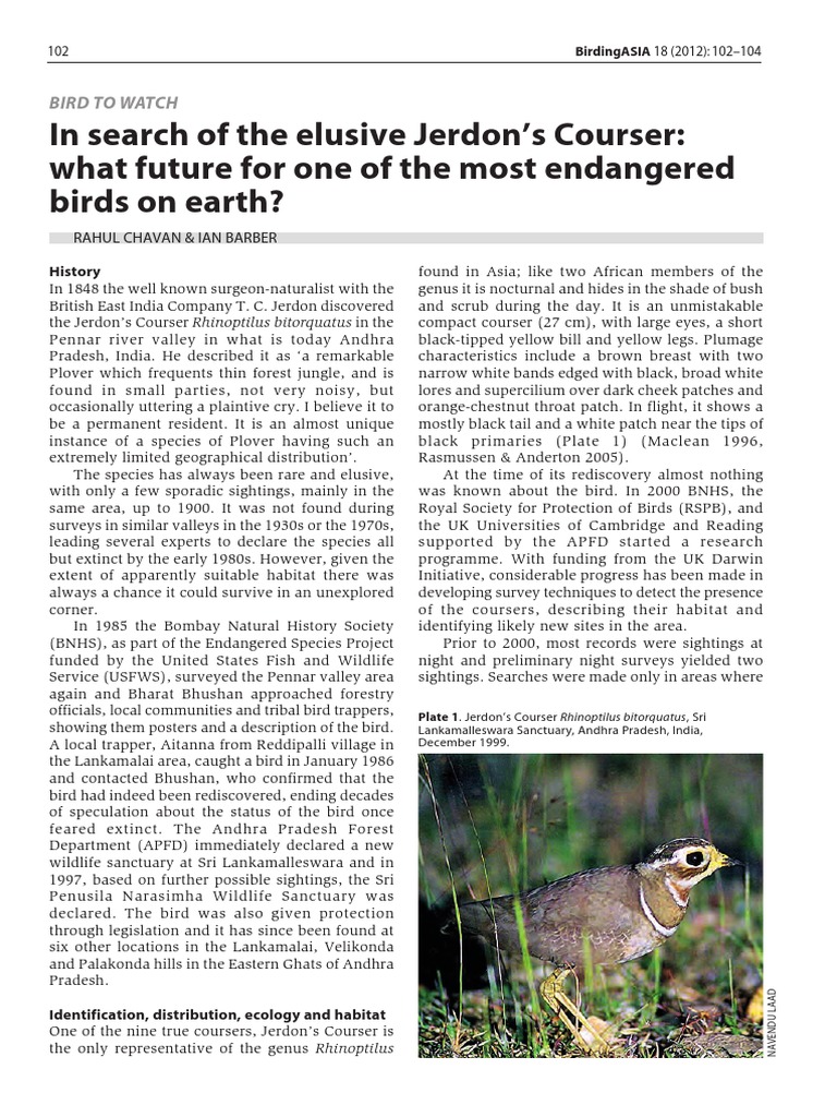 In Search of The Elusive Jerdon S Courser | PDF | Birds | Ornithology