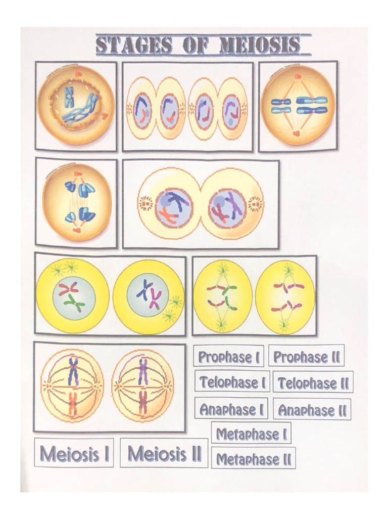 Meiosis | PDF