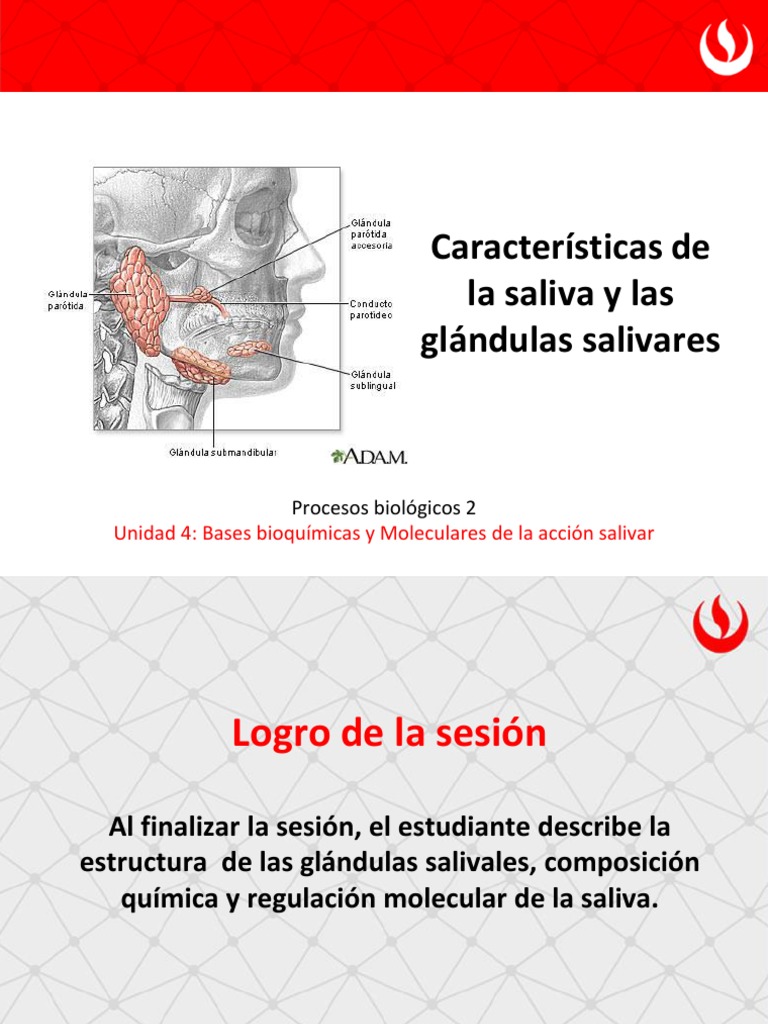 PB2 - PPT Te19 | PDF