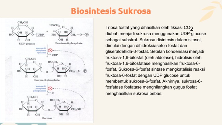 Biosintesis Sukrosa | PDF