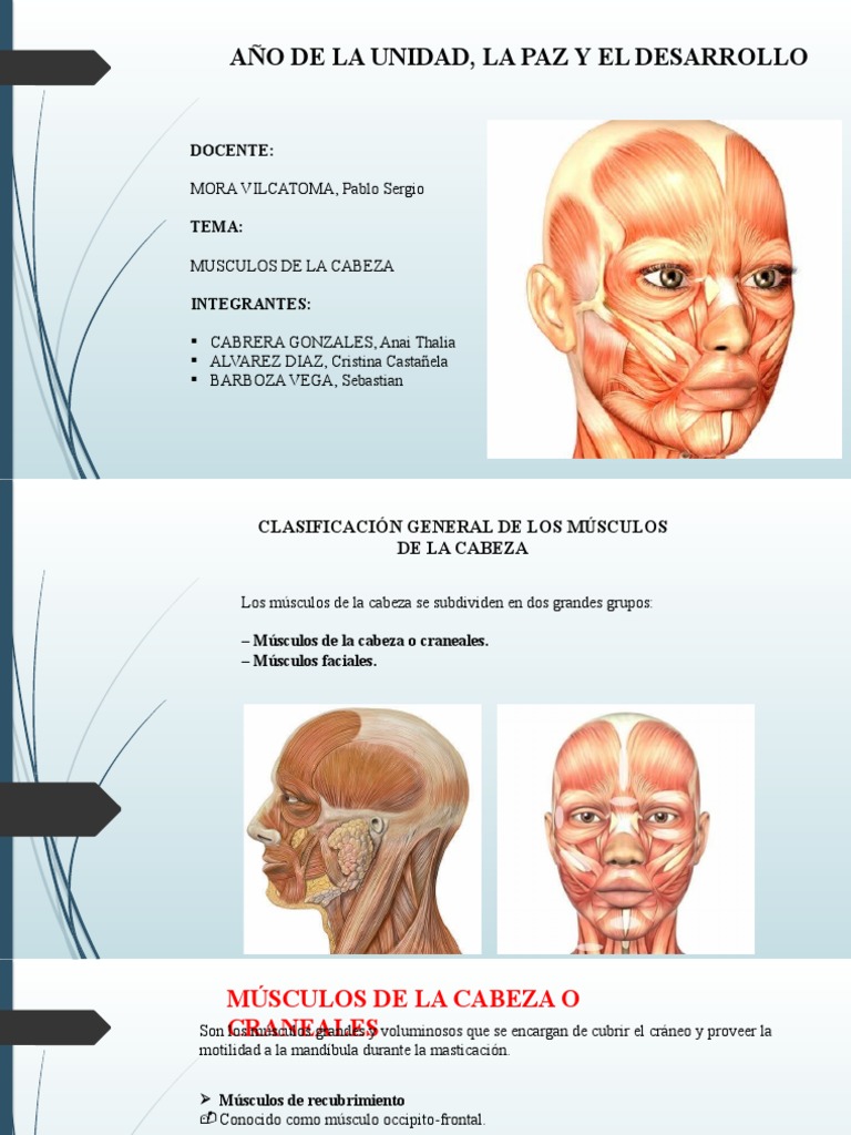 Musculos de La Cabeza | PDF | Sistema musculoesquelético | Anatomía