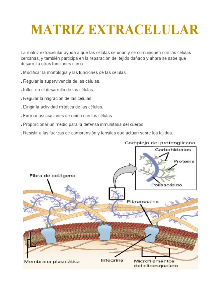 Matriz Extracelular | PDF | La matriz extracelular | Tejido conectivo