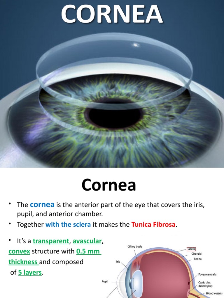 The Cornea | PDF | Cornea | Human Eye