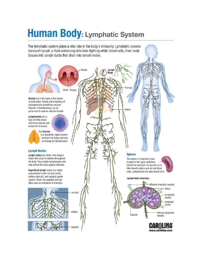Summary Lymphatic | PDF