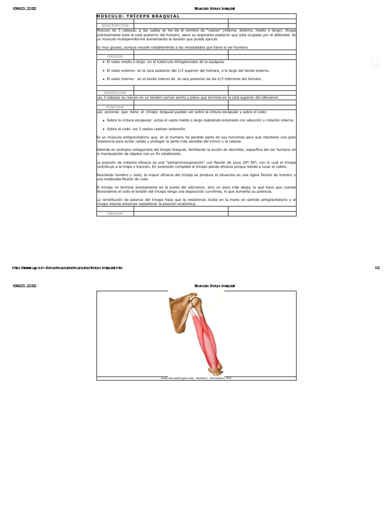 Musculo Triceps Braquial | PDF | Codo | Articulaciones