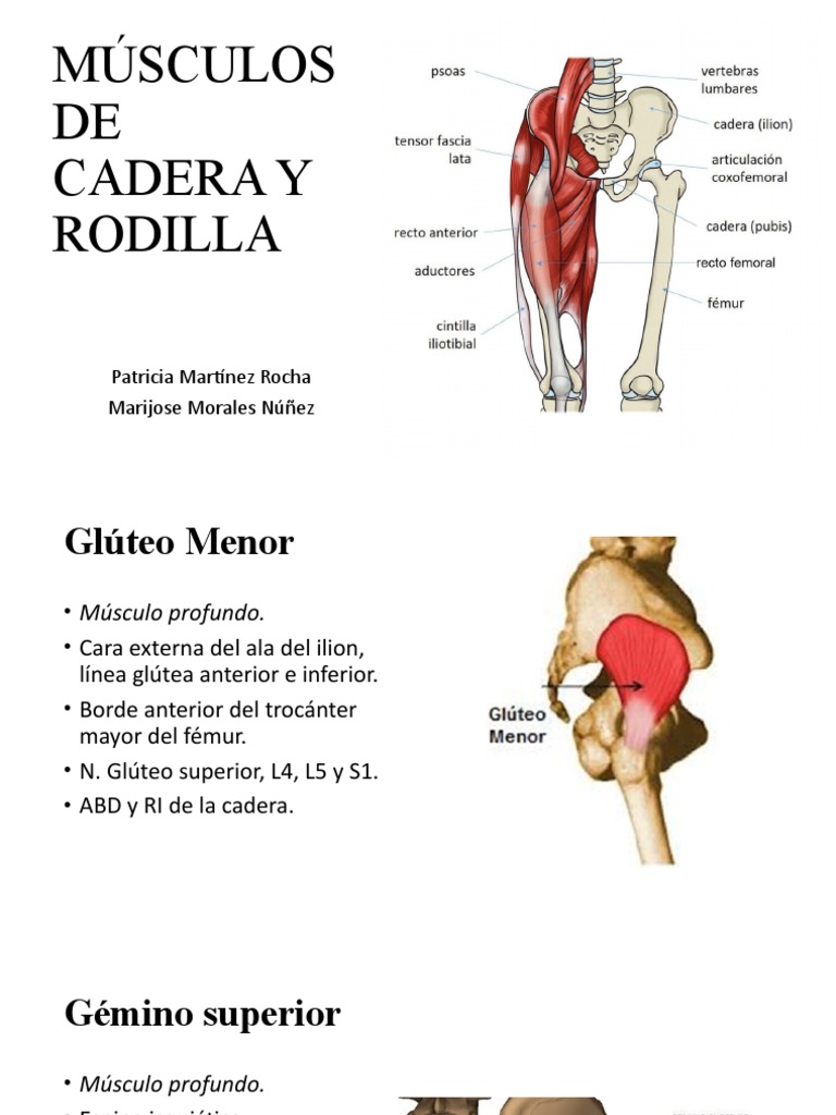 . Músculos de Cadera y Rodilla. | PDF