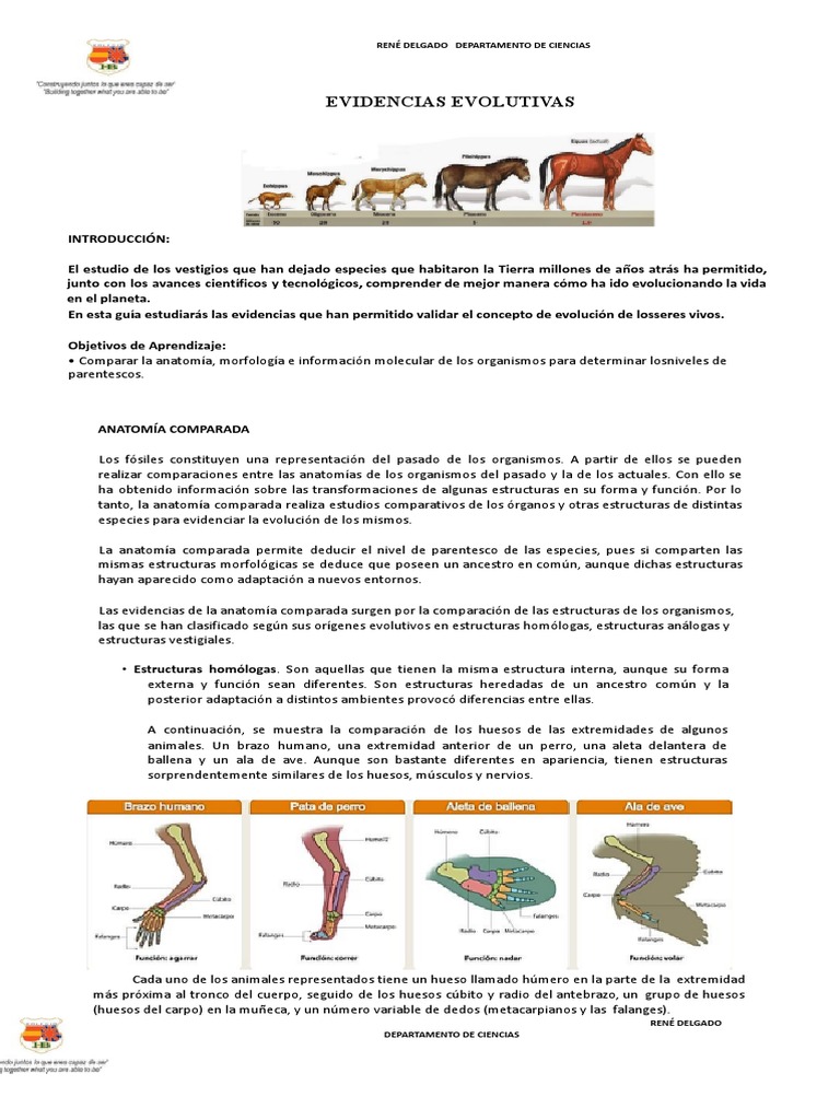 Evidencias Evolutivas | PDF | Gene | Evolución