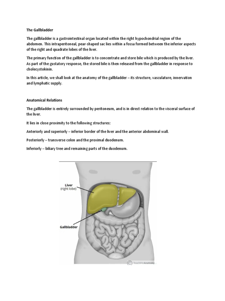Anatomy and Function of the Gallbladder | PDF | Gallbladder | Liver