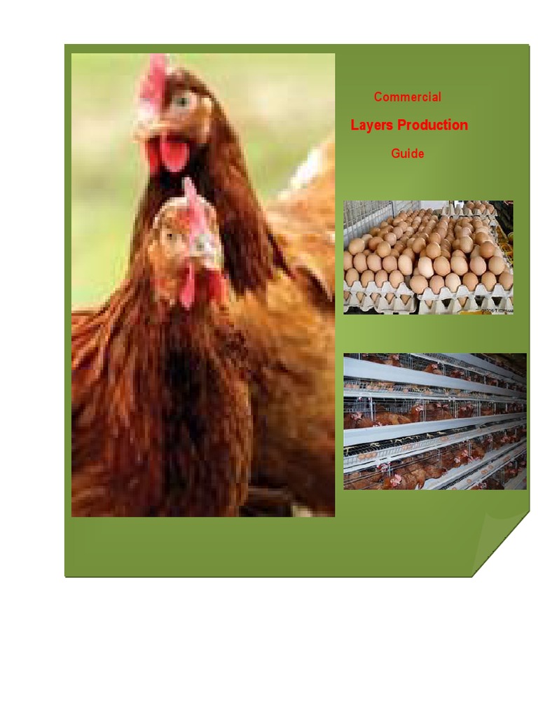 Commercial Layers Production Guide | PDF | Chicken | Poultry Farming