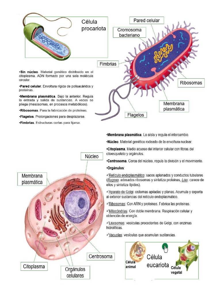 Célula Procariota y Eucariota | PDF