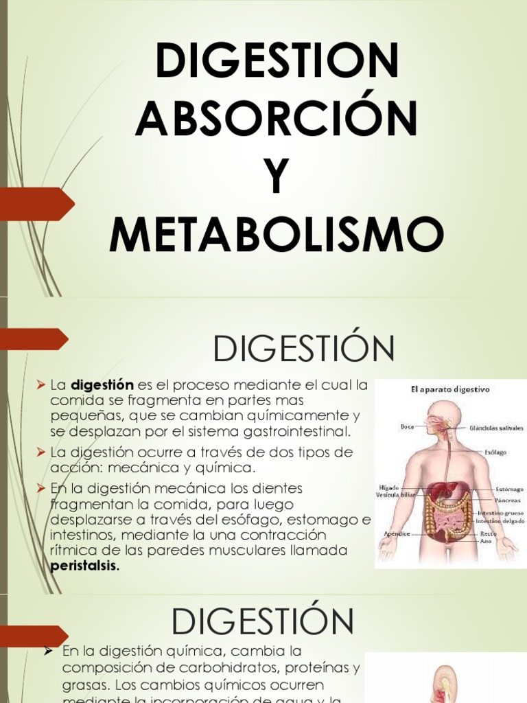 Tema2.digestion, Absorcion, Metabolismo | PDF | Digestión | Sistema ...