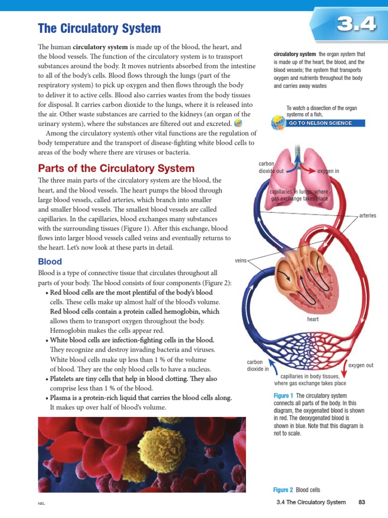 Overview of the Circulatory System | PDF | Blood Vessel | Heart