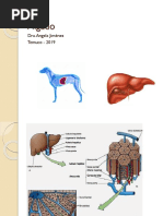 Diapositivas. FÁRMACOS INOTRÓPICOS | PDF | Farmacología | Fisiología ...