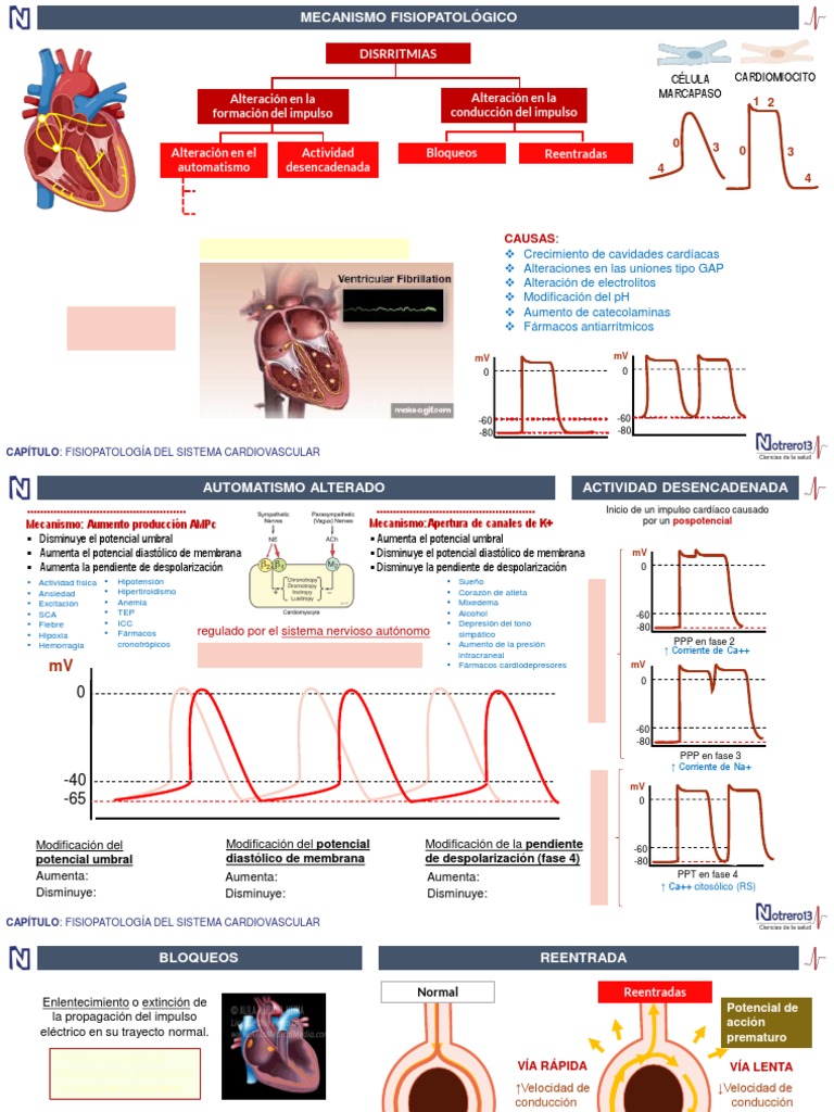 8. Arritmias 1 | PDF | Fisiología | Cardiología