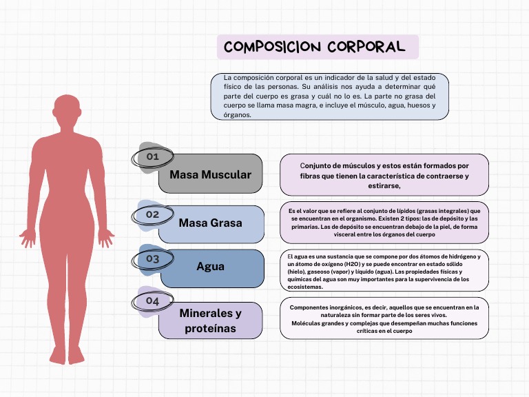 #8 Mapa Conceptual Composicion Corporal | PDF | Relaciones personales, crianza y desarrollo ...