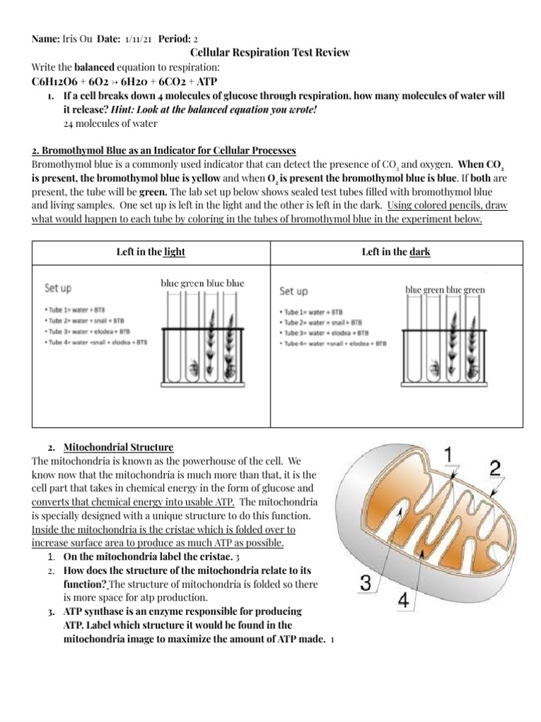 Cellular Respiration Test Review Guide | PDF | Natural Environment ...