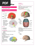 NETTER FLASH CARDS PORTUGUÊS - Colorido | PDF | Pescoço | Anatomia