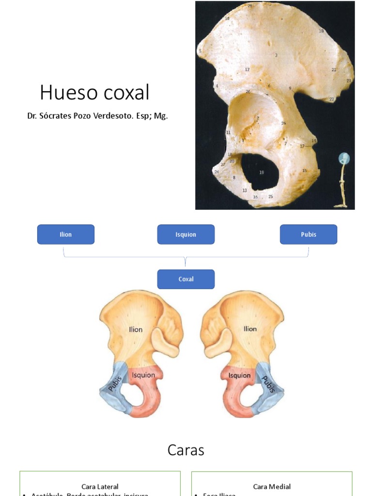 Hueso coxal | PDF
