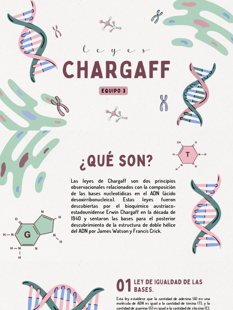 Leyes de Chargaff en el ADN | PDF | Adn | Biomoléculas