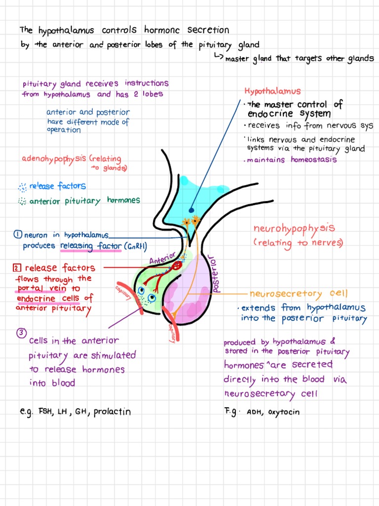 Hypothalamus and Pituitary Gland Overview | PDF | Pituitary Gland ...