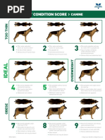 Royal Canin Body Condition Score Charts | PDF | Abdomen | Pelvis