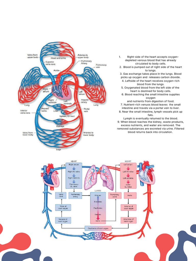 Right-Side of The Heart Accepts Oxygen - Depleted Venous Blood That Has ...