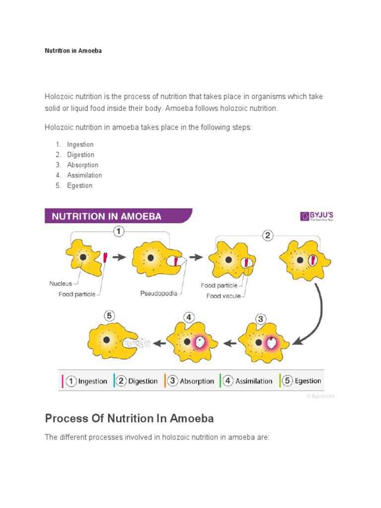 Nutrition in Amoeba notes | PDF