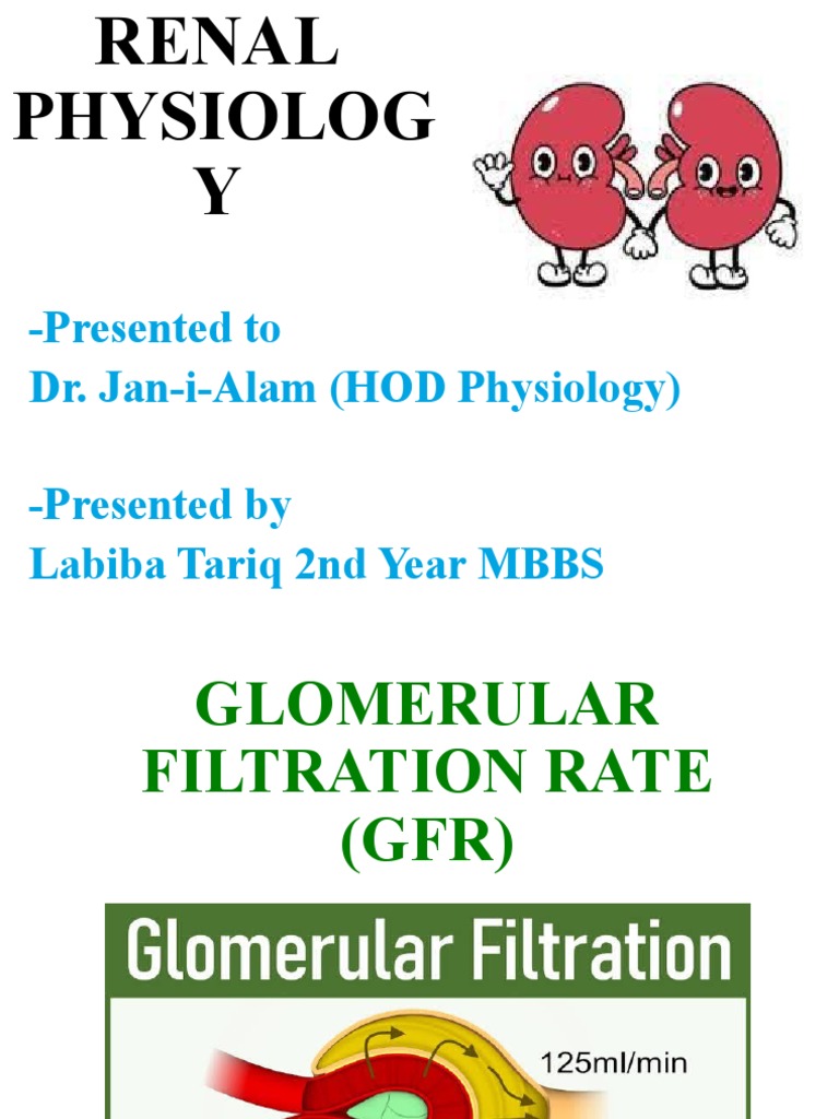 GFR: Key Concepts and Regulation | PDF | Organ (Anatomy) | Anatomy