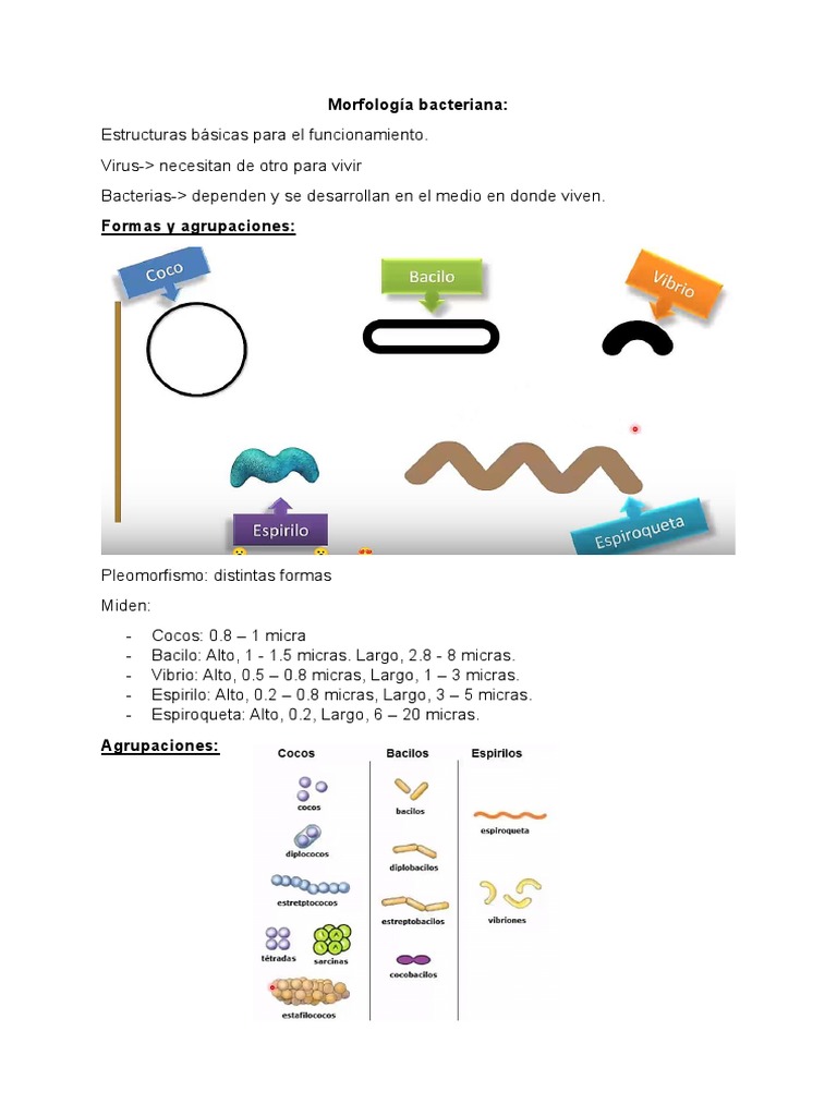 Morfología Bacteriana | PDF | Las bacterias | Membrana celular
