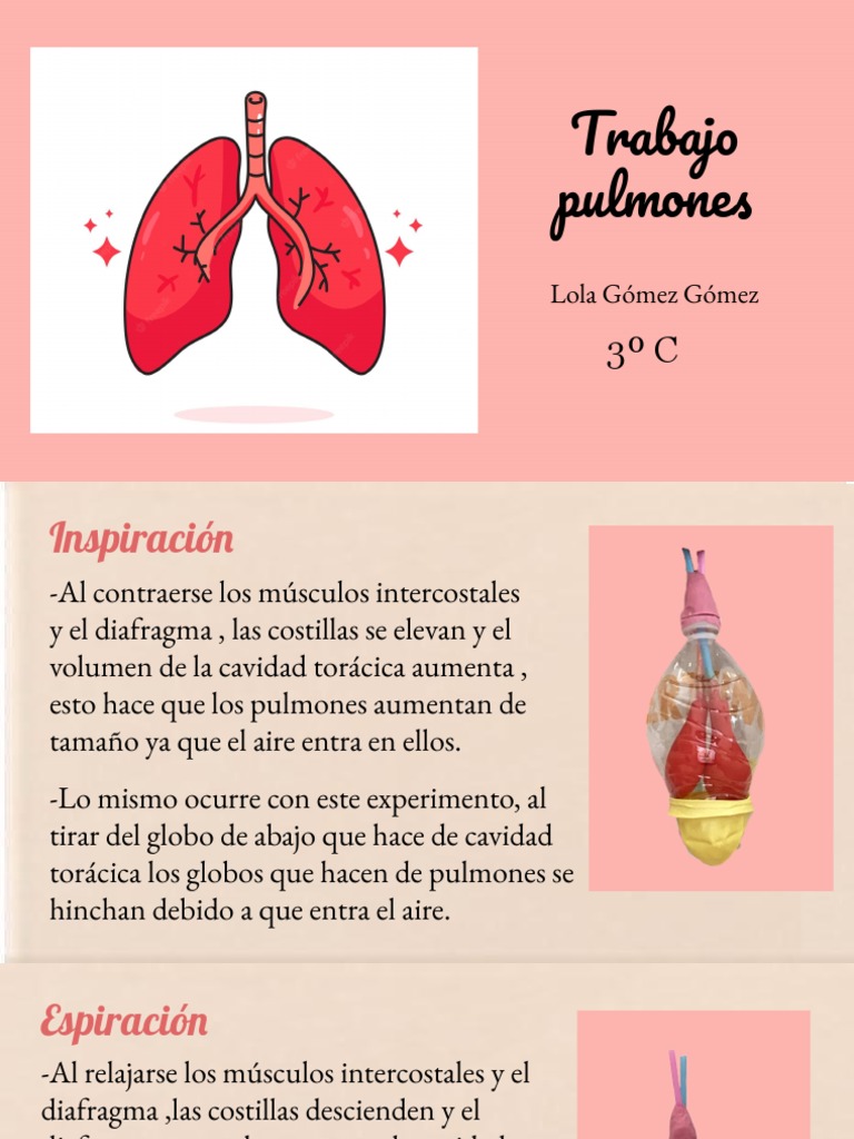 Trabajo Pulmones | PDF
