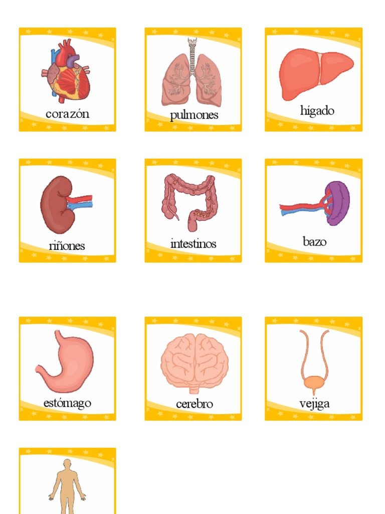 Tarjetas de Emparejar -Órganos Del Cuerpo | PDF