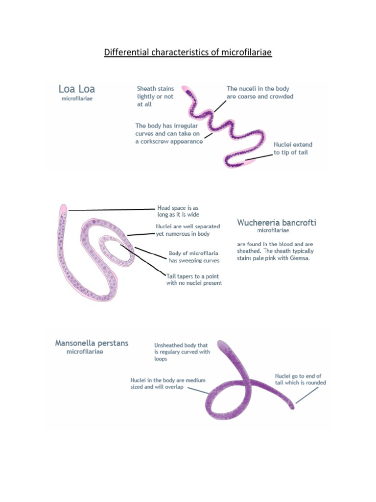 Differential Features of Microfilariae | PDF