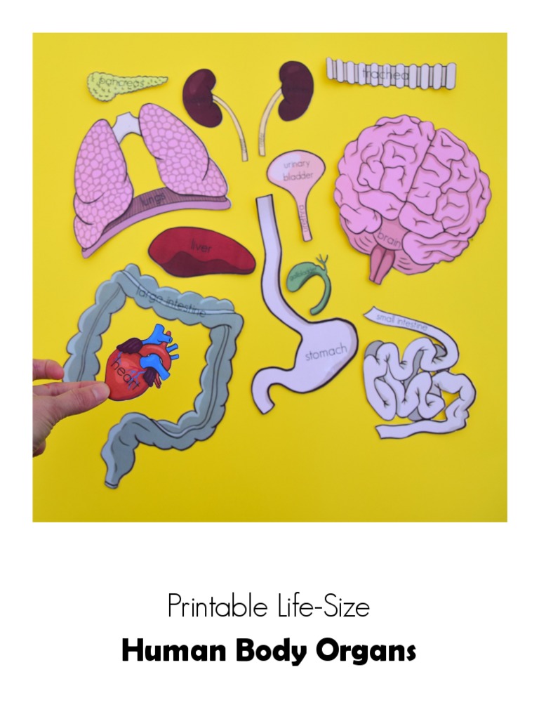 Free Printable Life Size Organs | PDF