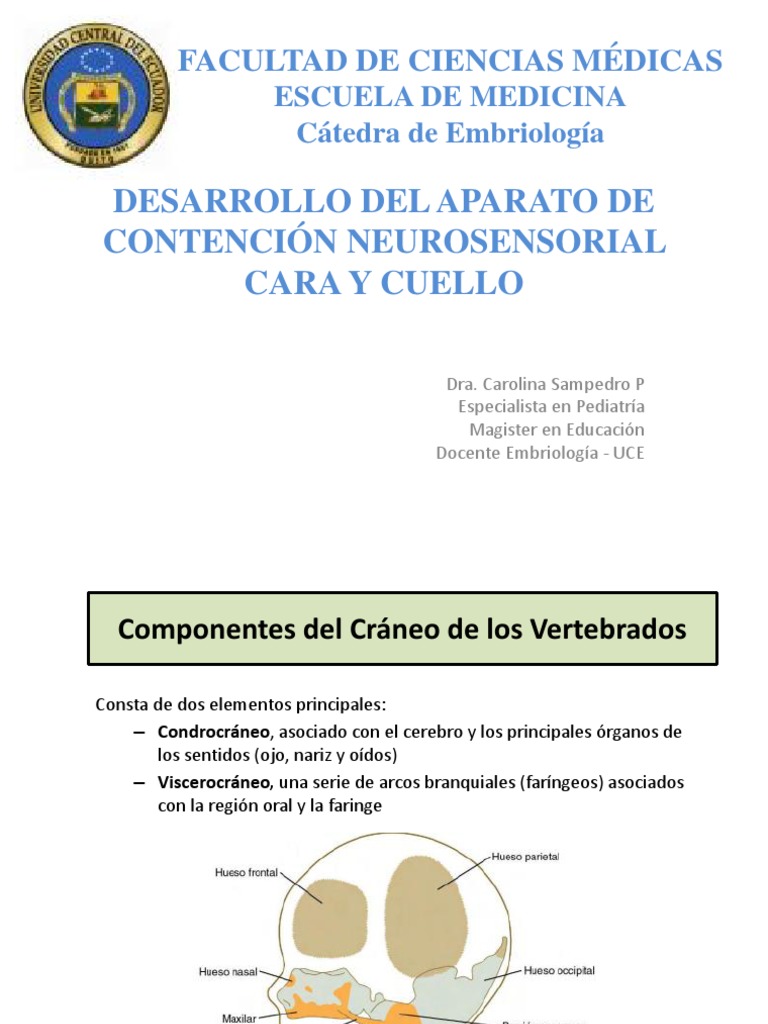 16. DESARROLLO DE CARA Y CUELLO | PDF | Nariz humana | Cráneo